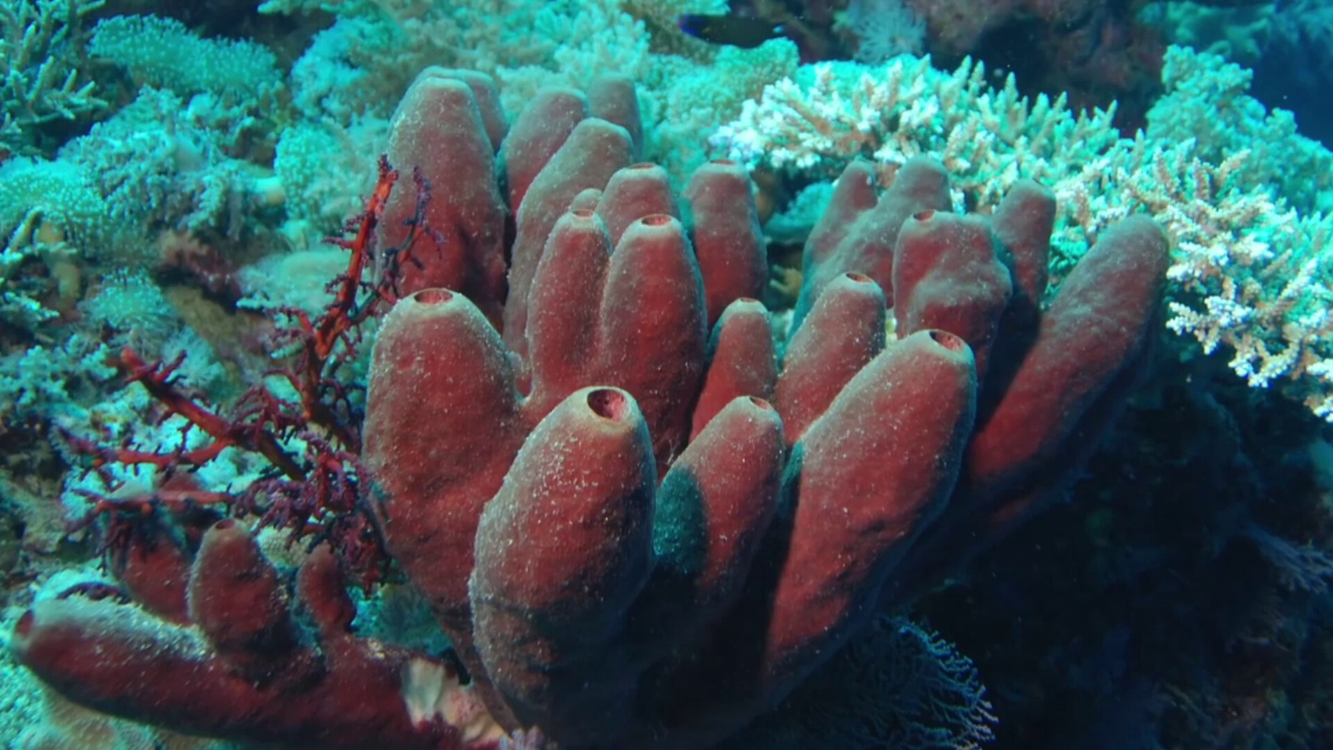 Schooltv: Sponzen zijn levende dieren - Is het snugger of kletspraat?