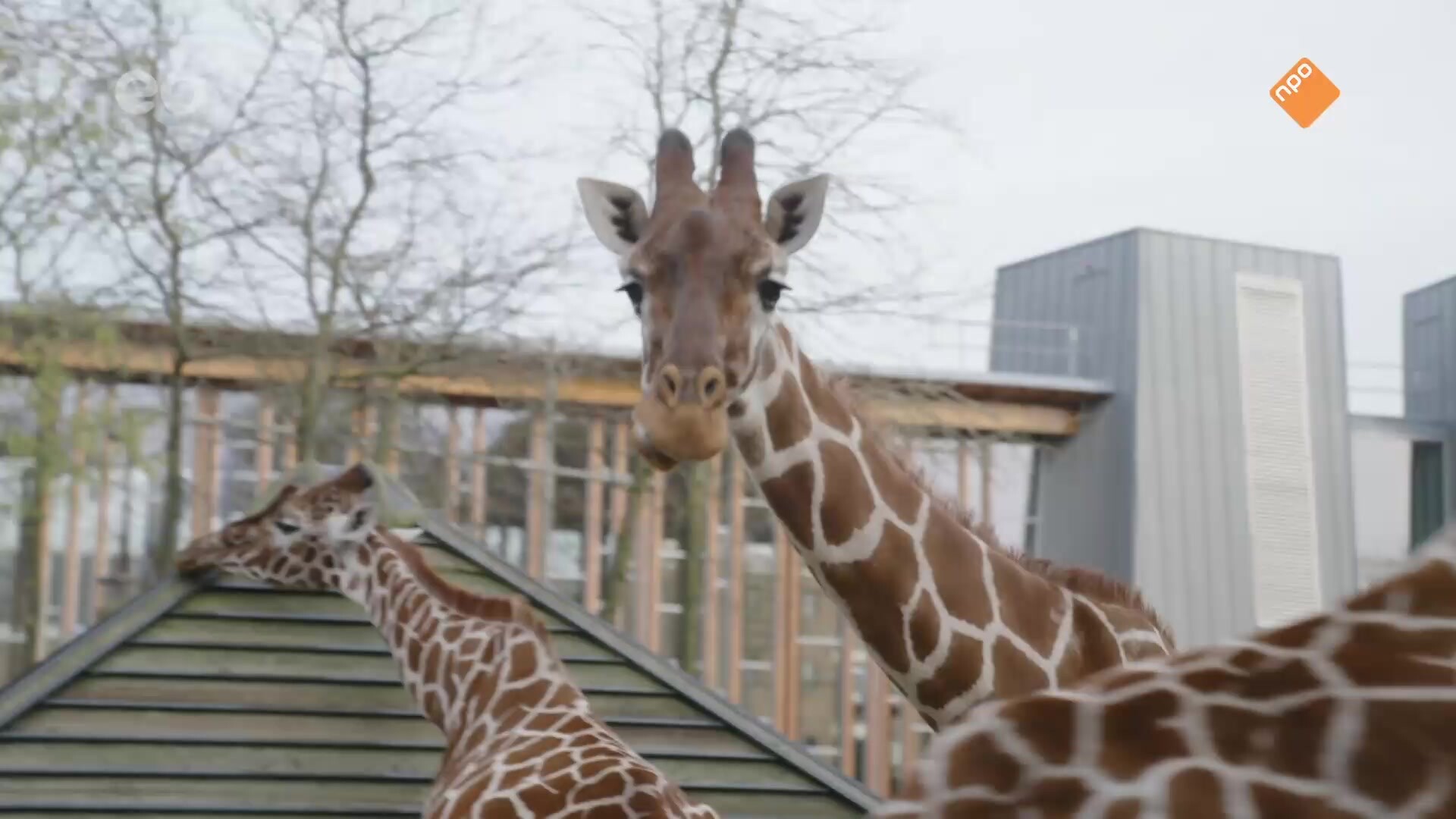 Waarom zijn dierentuinen belangrijk? - DIT