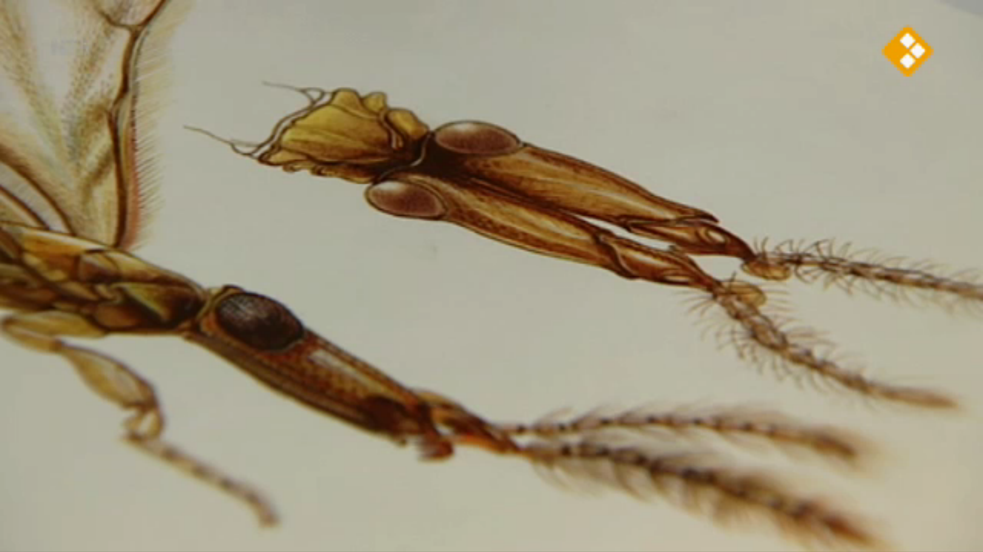Insecten: Vliegen | NPO Start