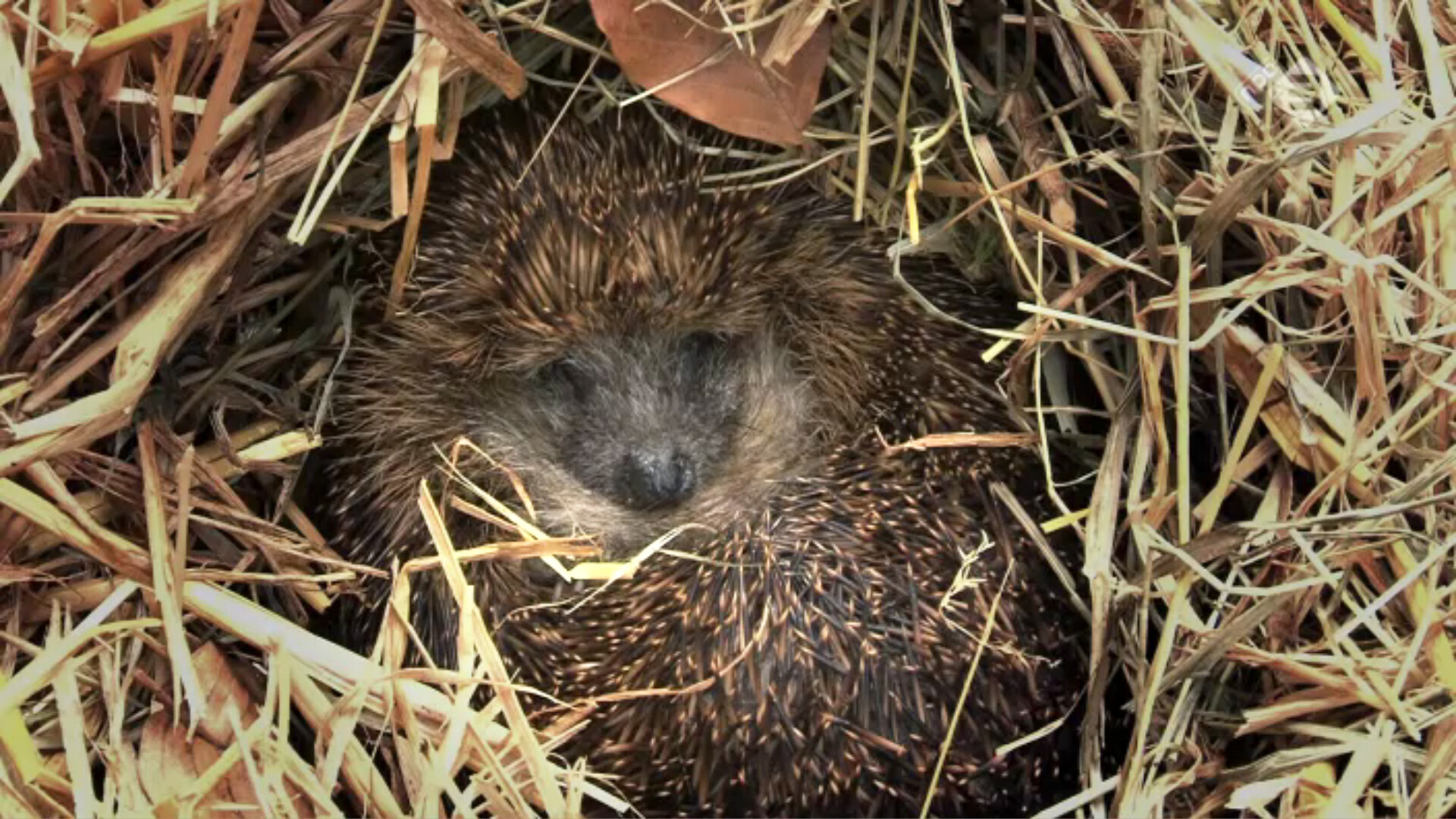 Schooltv: Vroege Vogels in de klas - Winterslaap