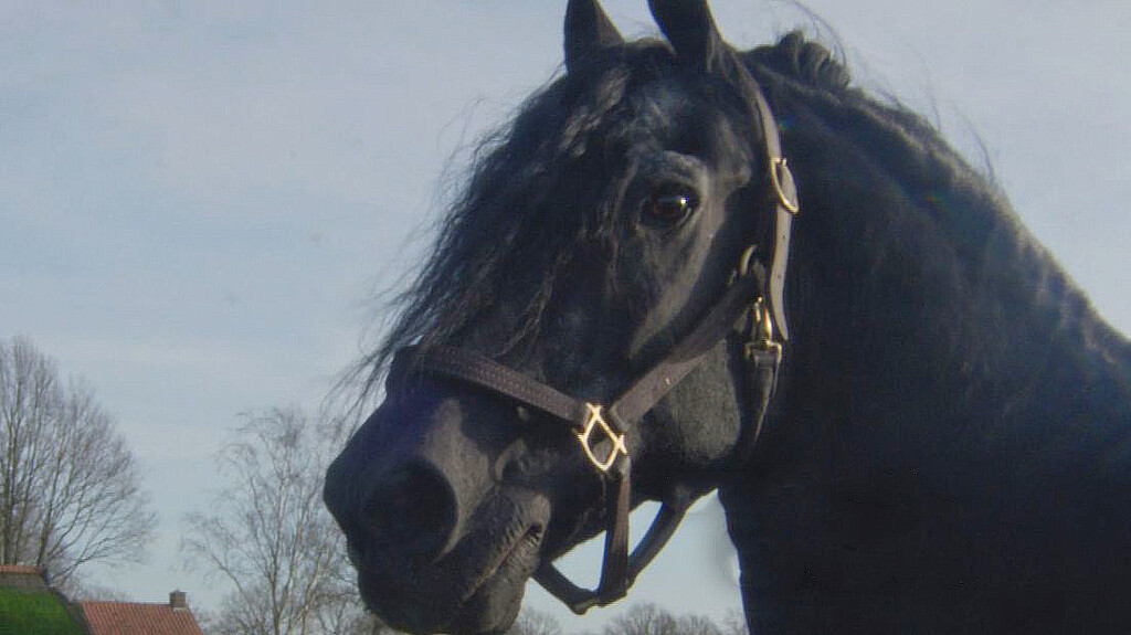 Koning Jasper 366 gemist? Kijk het hier.