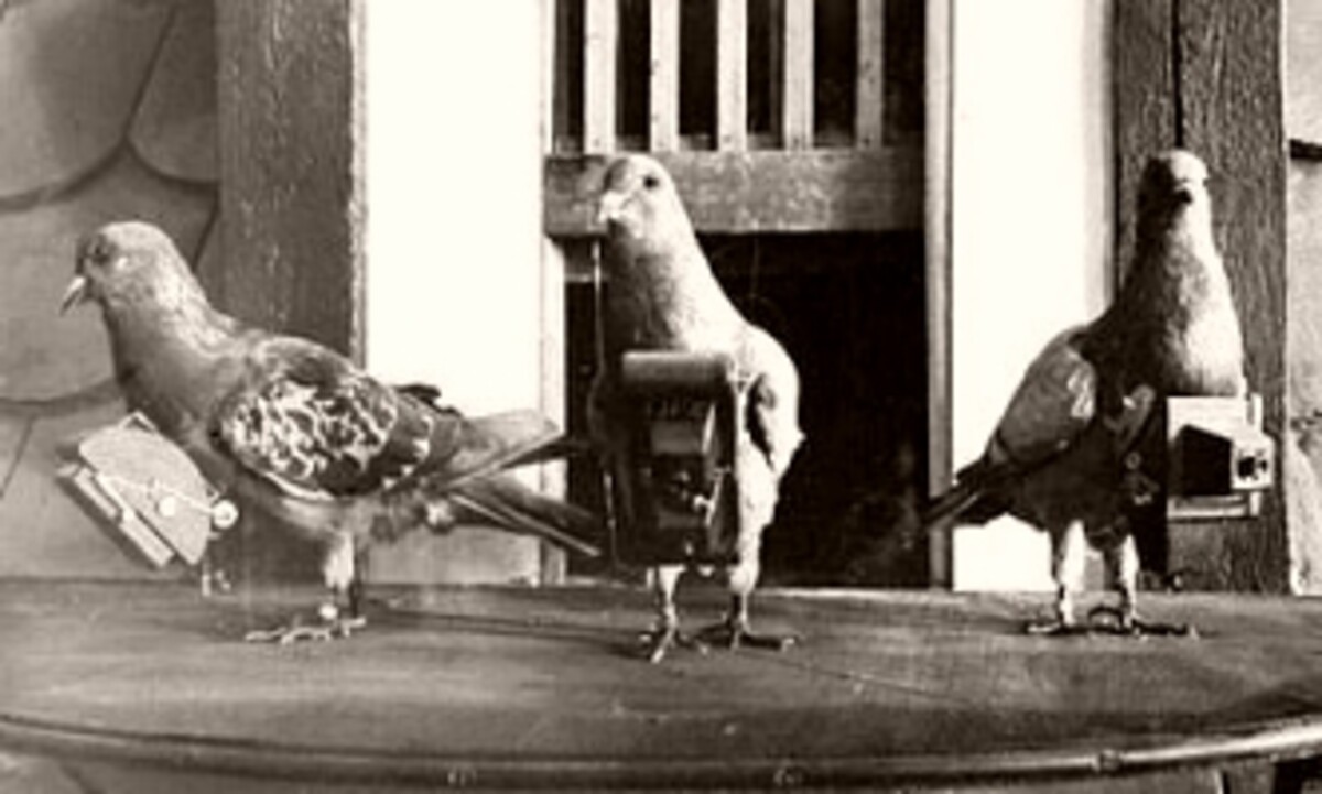 Postduiven in het Franse leger - OVT - VPRO