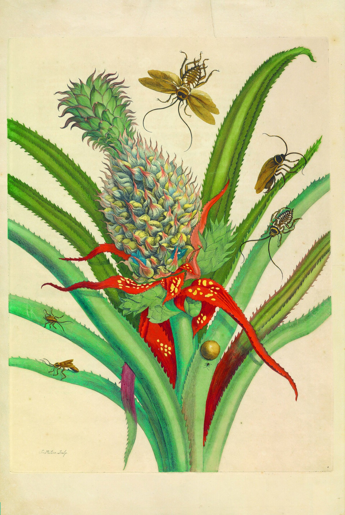 Maria Sybilla Merian, 11.20 - OVT - VPRO