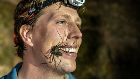 Freeks wilde wereld - Insecten op de versiertoer - Zapp