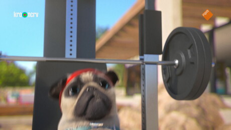 Machtige Mike - Spierbundel Mike - Zapp