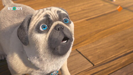 Vandaag op Zapp - Tv kijken - Zapp