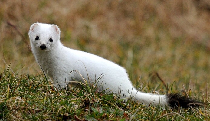 Minder witte hermelijnen door zachtere winters - Vroege Vogels - BNNVARA