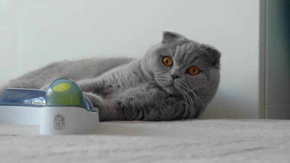 Dierenridders: Raskatten gemist? Terugkijken doe je op NPO3.nl