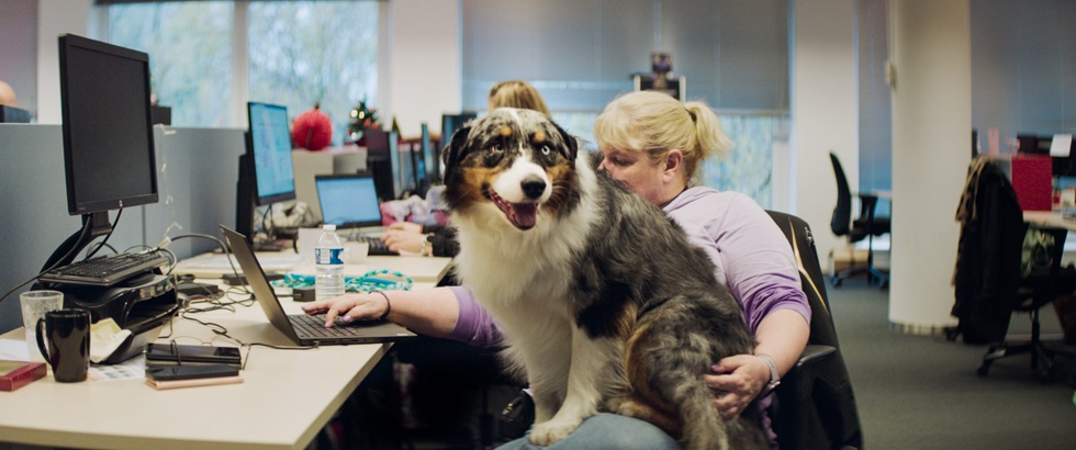 NPO Doc: De kantoorhond gemist? Terugkijken doe je op NPO3.nl
